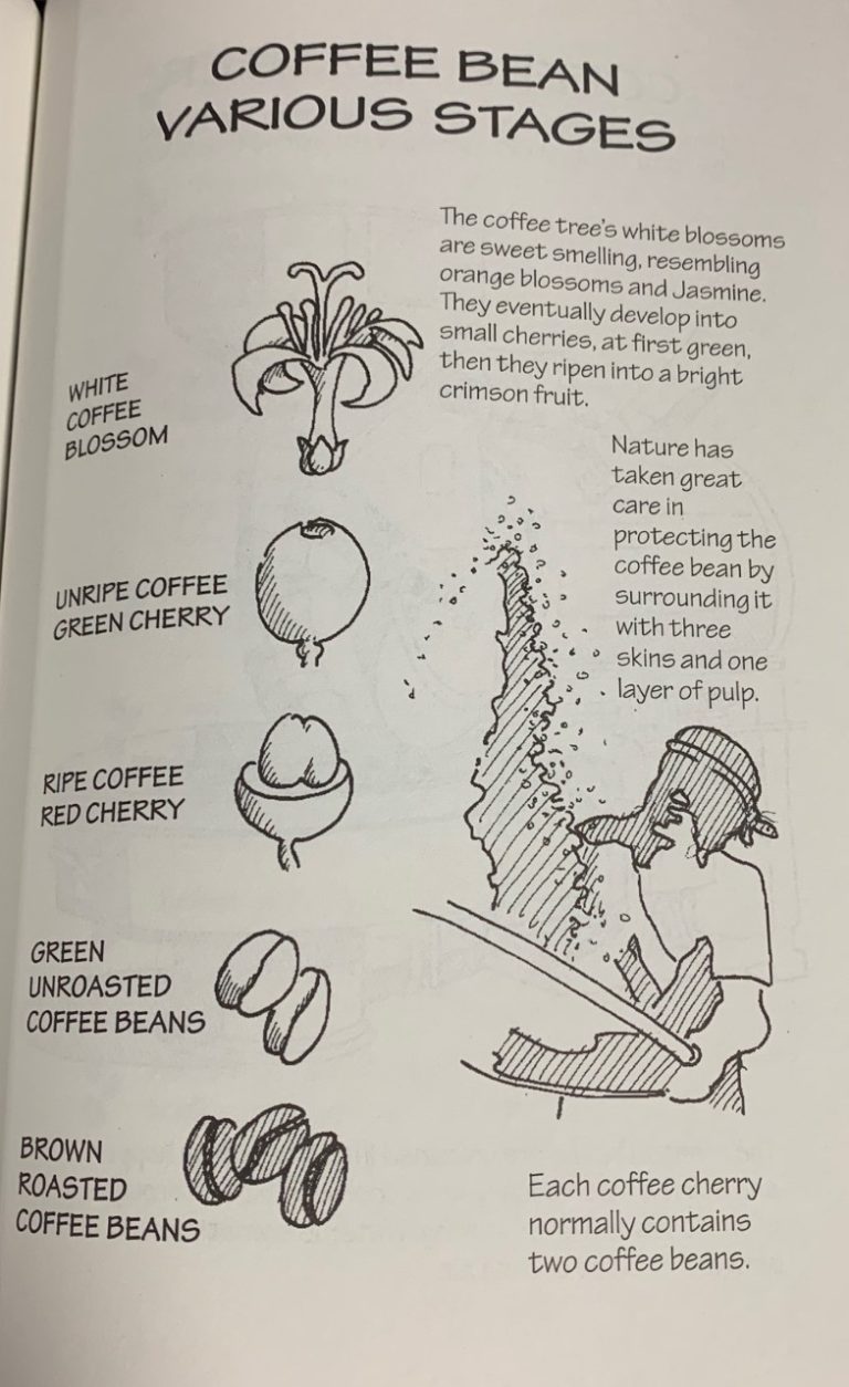 Coffee Bean: Various Stages – IfYouLoveCoffee
